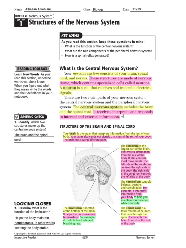 Kami Export - Reading-12-Nervous System | PDF | Action Potential | Synapse