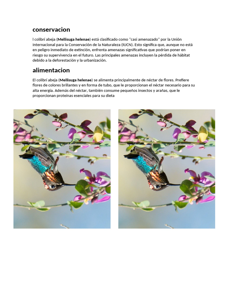 Conservación y dieta del colibrí abeja | PDF | Ciencia y matemáticas ...