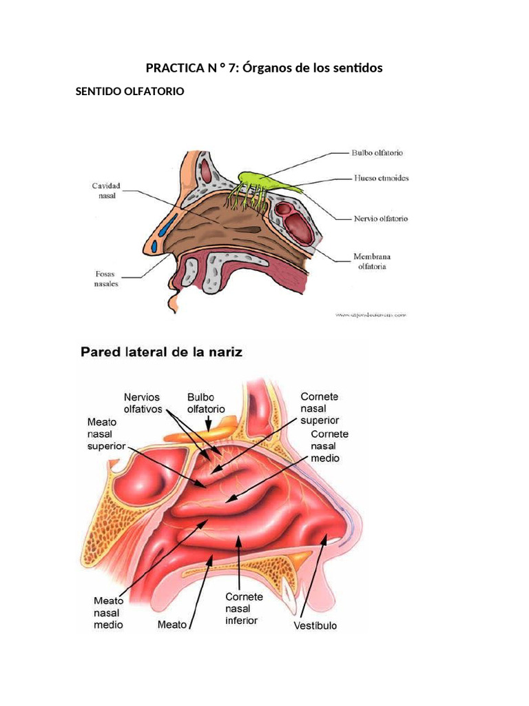 Organos de Los Sentidos - Fisiologia | PDF