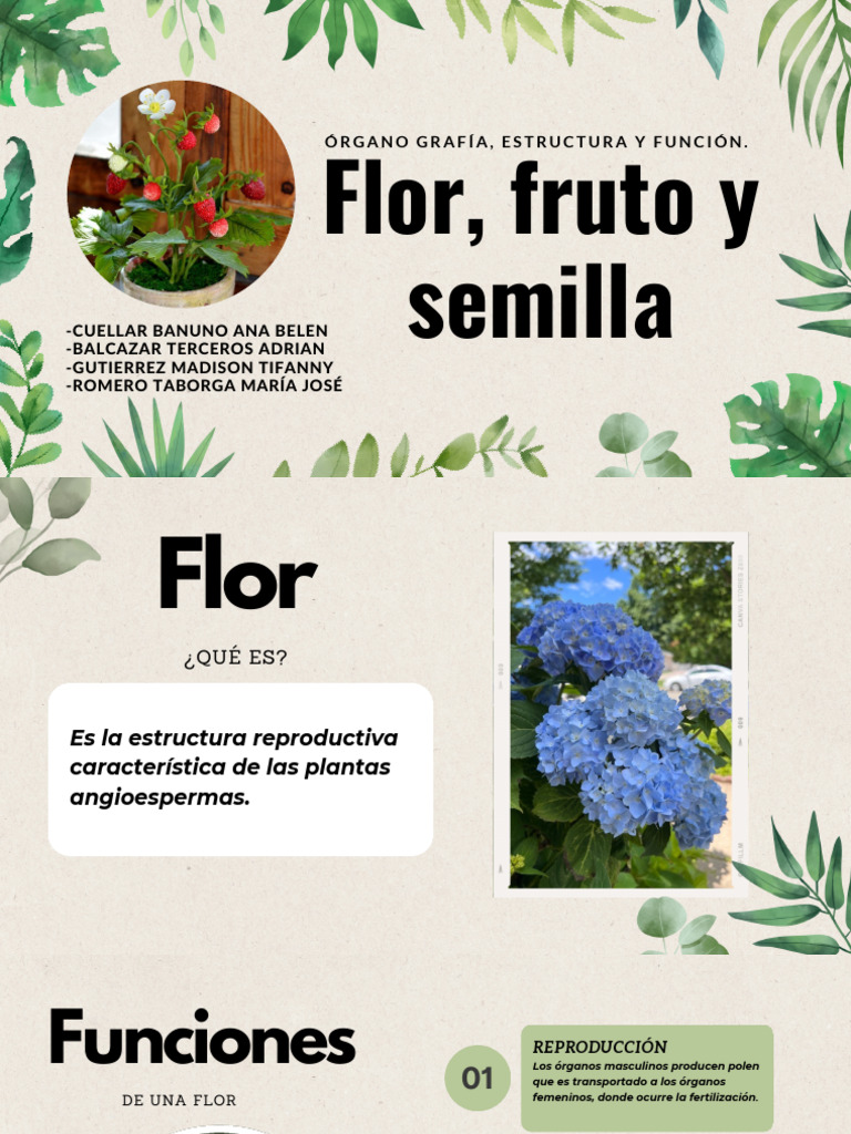 Flor, Fruto y Semillabiología5tob | PDF | Flores | Semilla