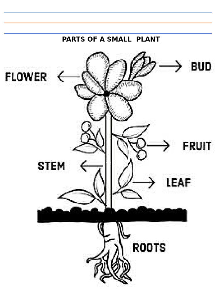 Parts of A Small Plant | PDF