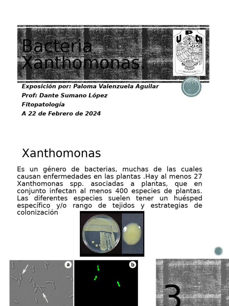 Bacteria Xanthomonas | PDF