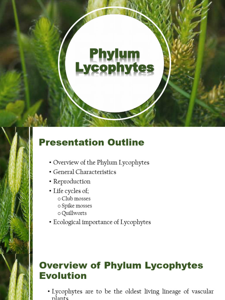 Phylum Lycophyta | PDF | Moss | Plants