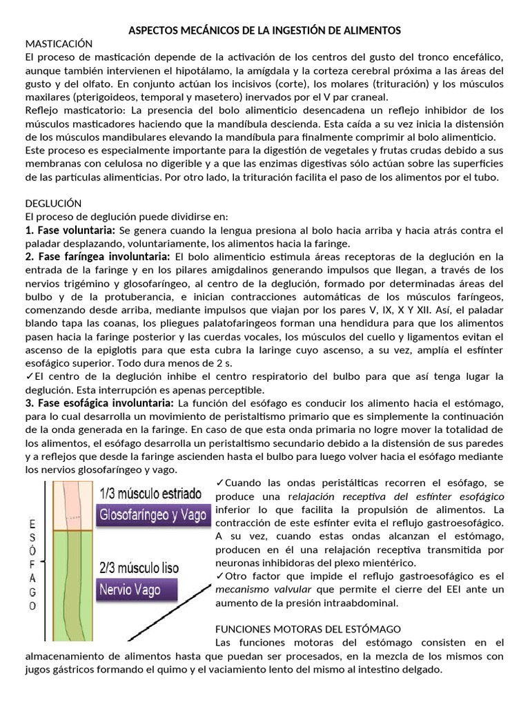 Aspectos Mecánicos de La Ingestión de Alimentos | PDF | Estómago | Esófago