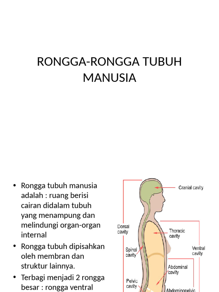 Struktur dan Fungsi Rongga Tubuh Manusia | PDF | Kesehatan Holistik