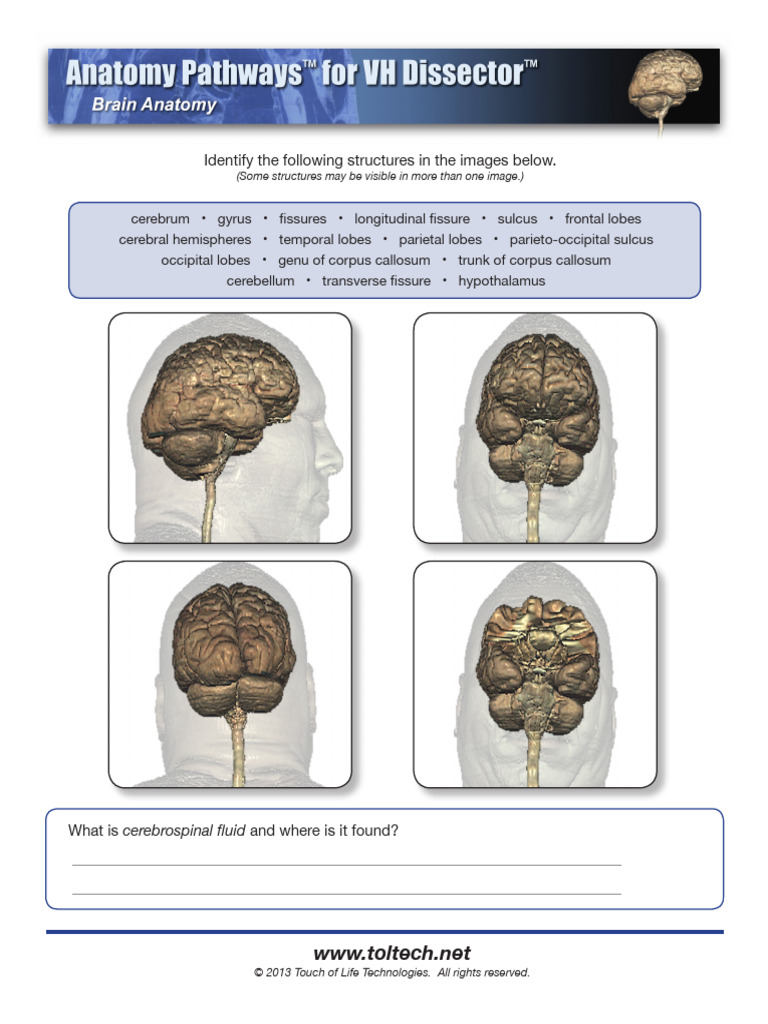 Brain Anatomy | PDF