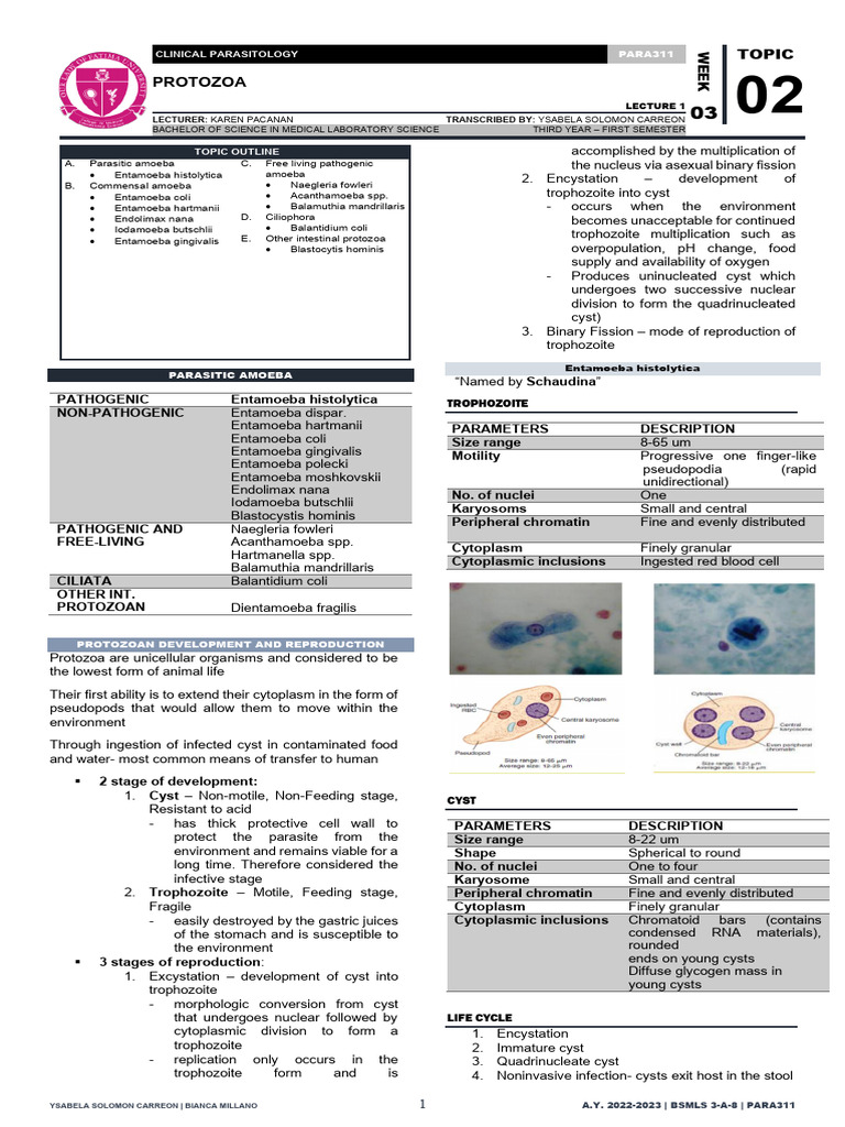 Amoeba | PDF | Medical Specialties | Microbiology