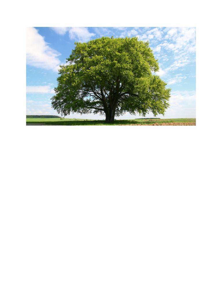 Amazing Facts-Trees | PDF