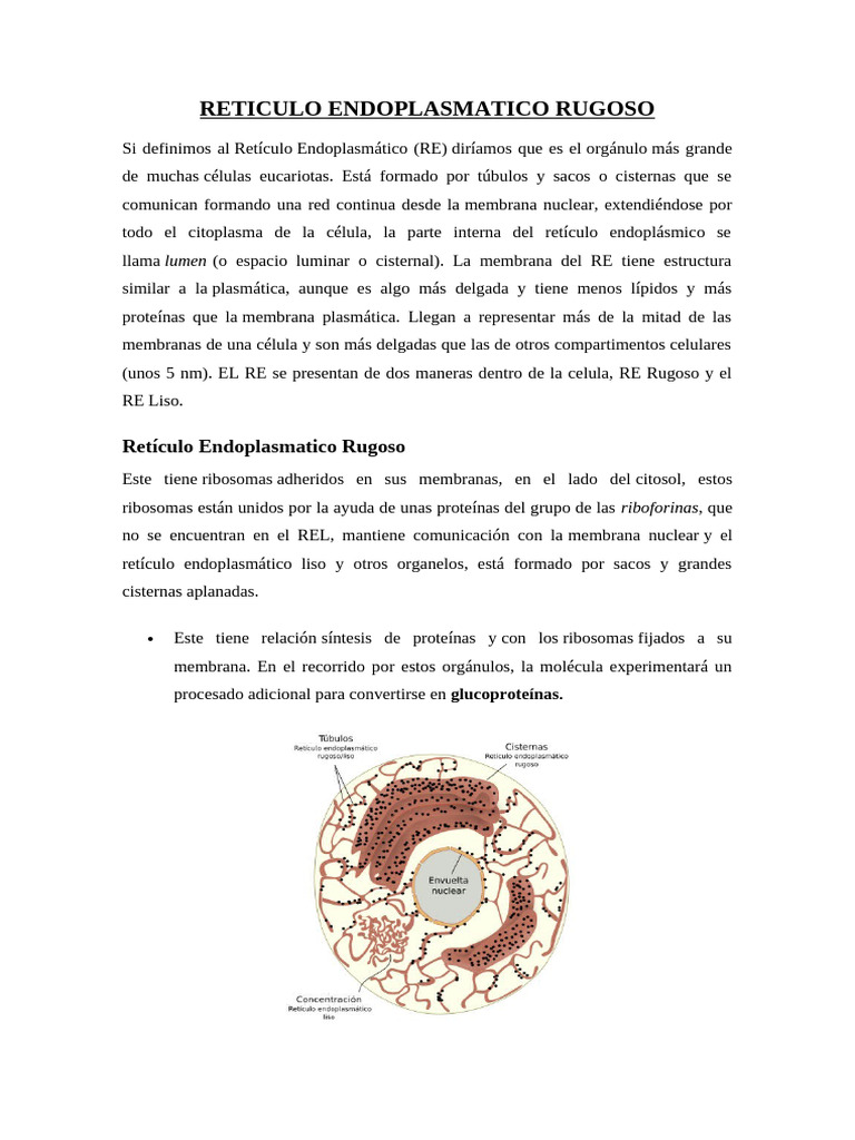 Estructura y función del retículo rugoso | PDF | Estudios de idiomas ...