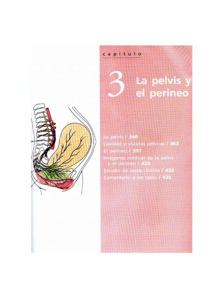 3 - La Pelvis y El Perineo | PDF