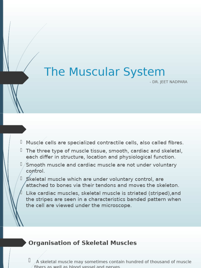Overview of the Skeletal Muscle System | PDF | Muscle | Muscle Contraction