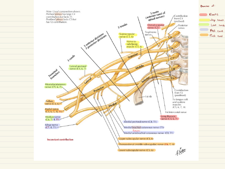 Brachial Plexus | PDF