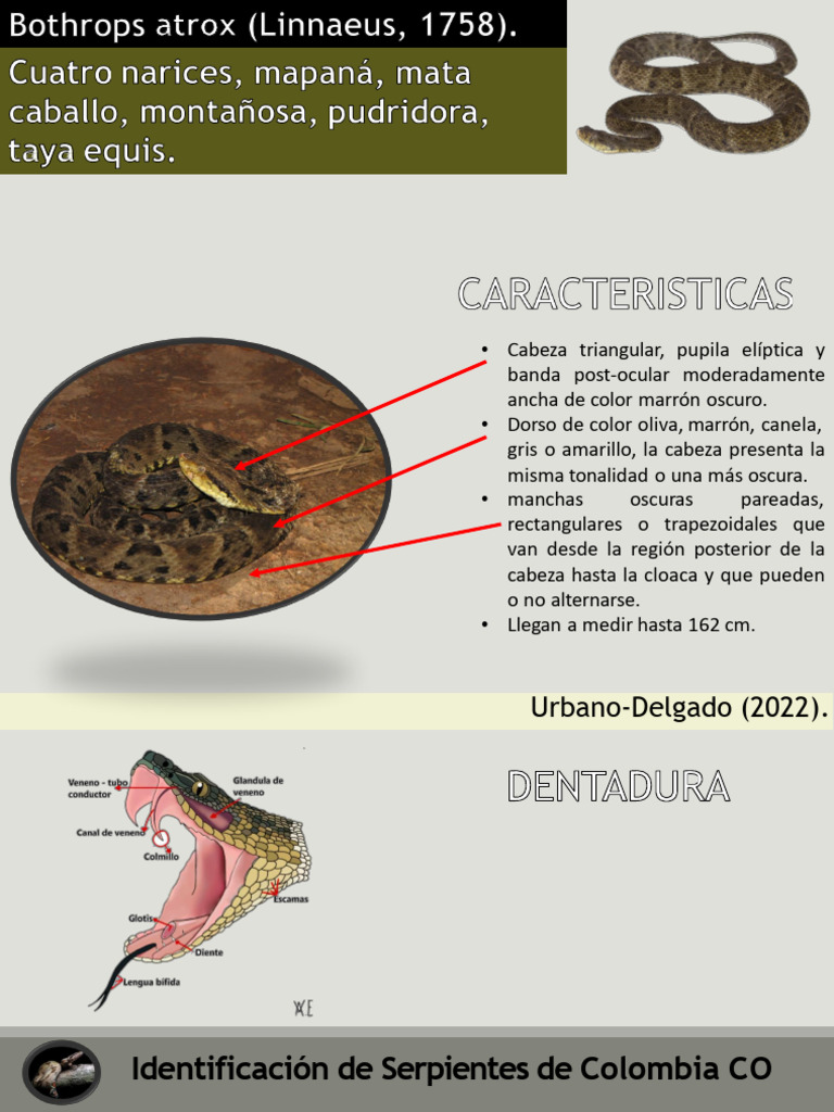 Identificación de Bothrops atrox en Colombia | PDF | Squamata | Serpiente