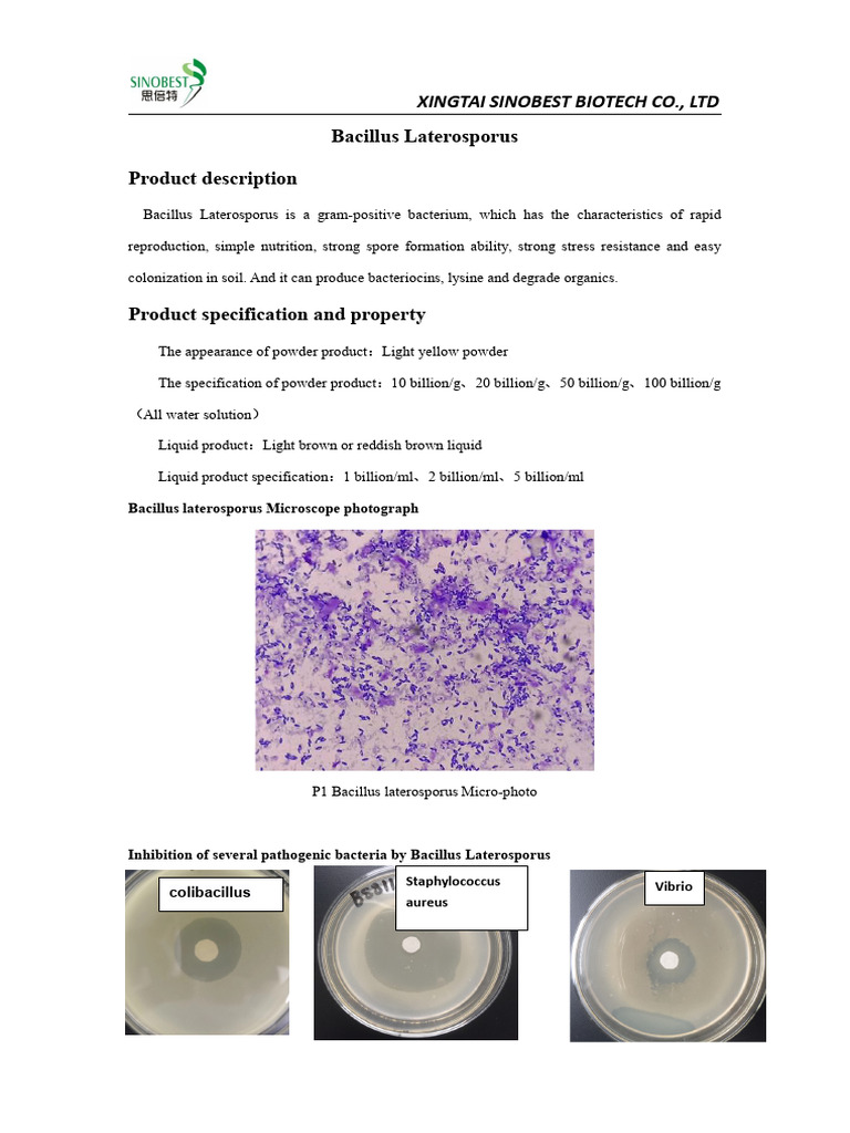 Bacillus Laterosporus | PDF | Bacillus | Bacteria