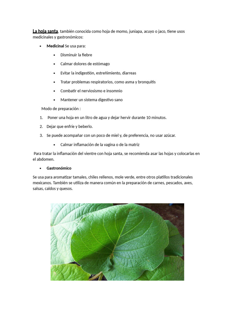 7 Hoja Santa | PDF | Cocina, comidas y vino | Bienestar