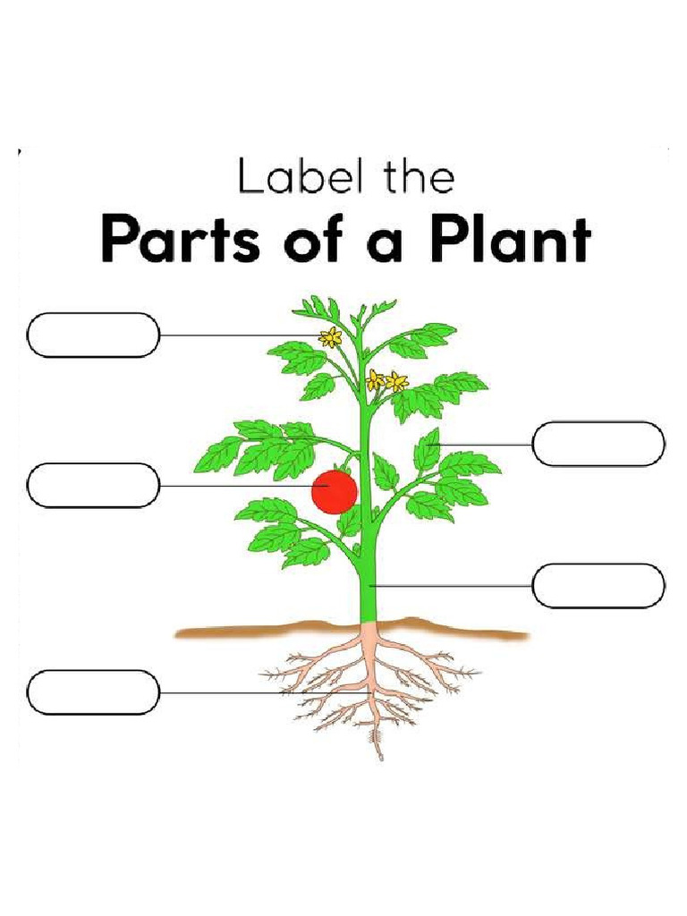Plant Structure and Functions Explained | PDF