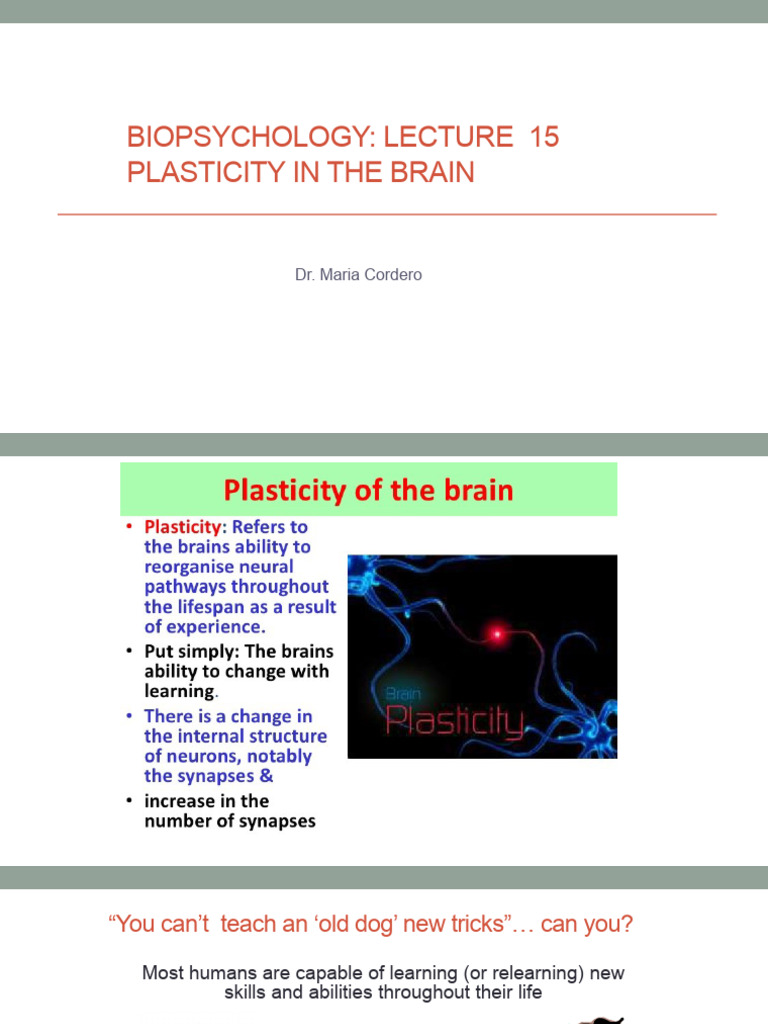 Lec.15 - Plasticity - in - The - Brain 2016 | PDF | Hippocampus ...