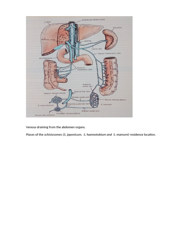 Venous Draining From GIT | PDF | Science & Mathematics