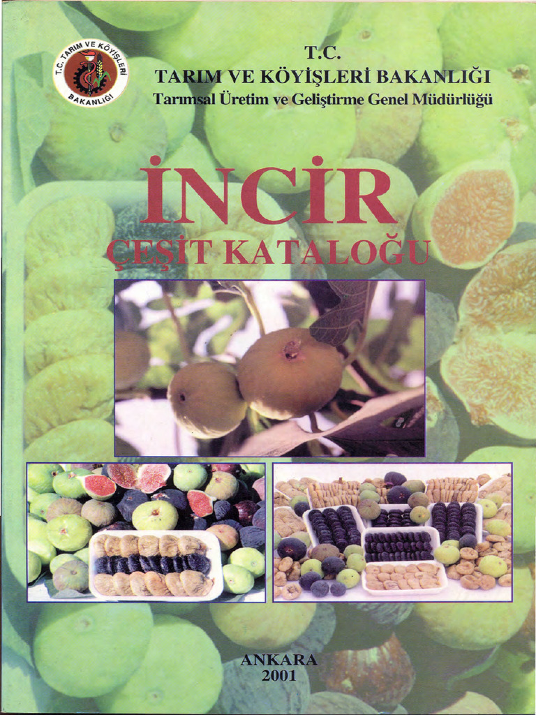 Turkish Figs - Incir - Kitap - Reduced | PDF