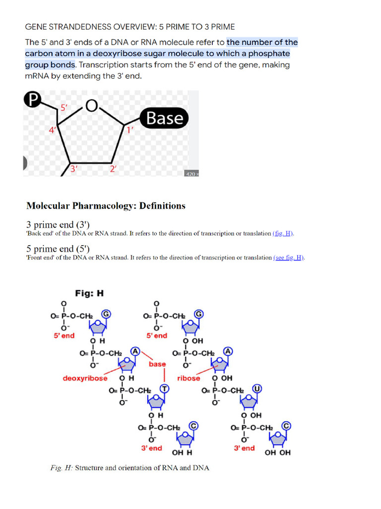 Gene End 5 Prime and 3 Prime Explained | PDF | Science & Mathematics