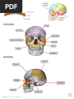 Forames Do Crânio | PDF | Neuroanatomia | Anatomia humana