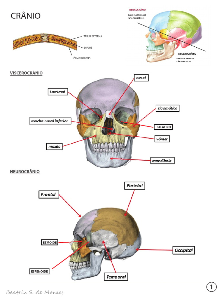 Anatomia do Crânio e Pescoço: Estruturas e Funções | PDF | Sistema ...
