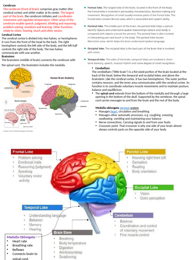 Parts of The Brain Labelling | PDF | Cerebrum | Brainstem