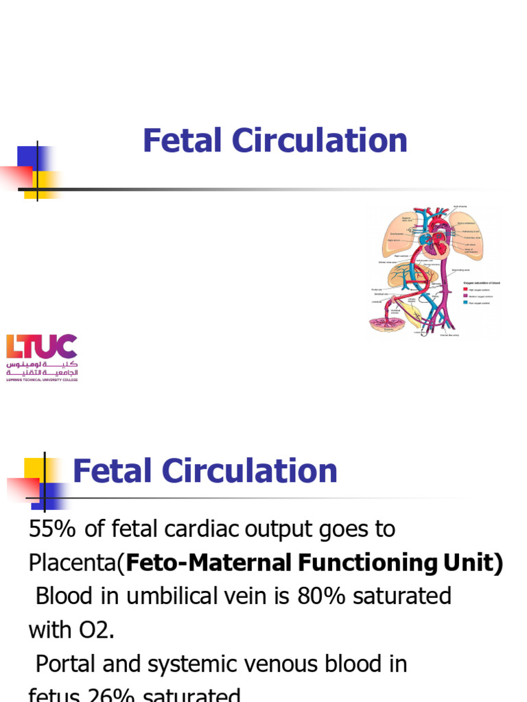 Fetal Circulation | PDF | Science & Mathematics