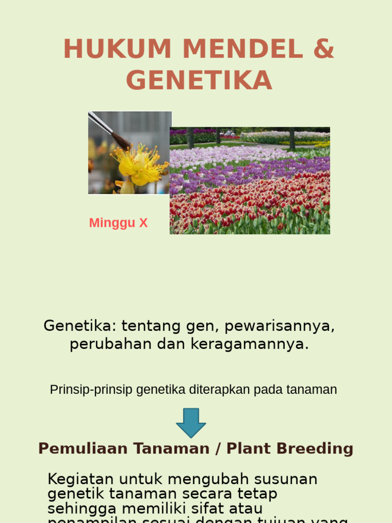 Hukum Mendel & Genetika | PDF