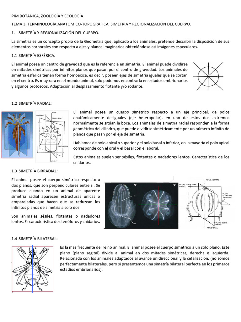 Simetría en el Reino Animal | PDF | Términos anatómicos de ubicación