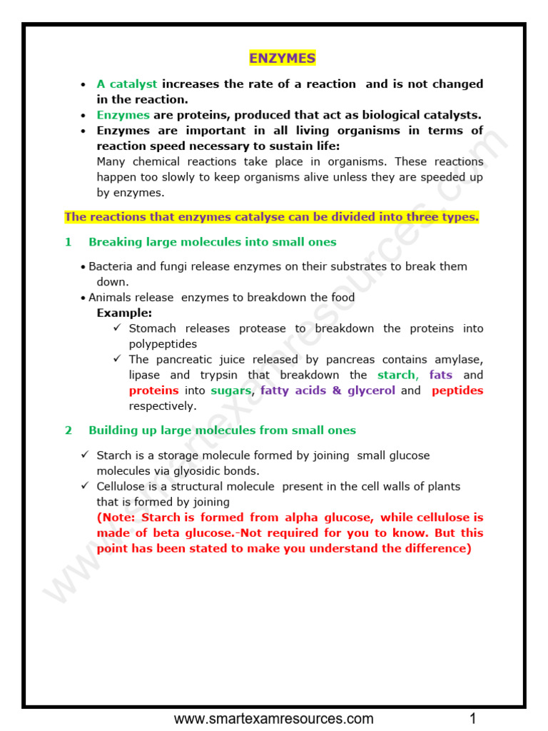 5.1 IGCSE Biology Notes Enzyme Basics | PDF | Enzyme | Glucose