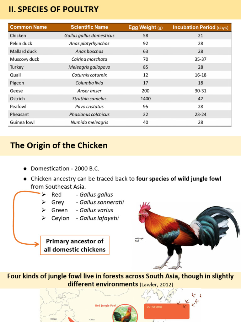 2species Of Poultry Pdf Poultry Chicken