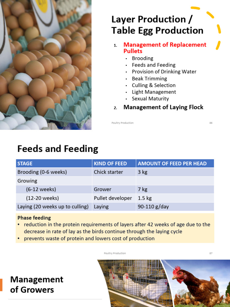 Native Chicken and Itik Pinas Management | PDF | Poultry Farming | Chicken