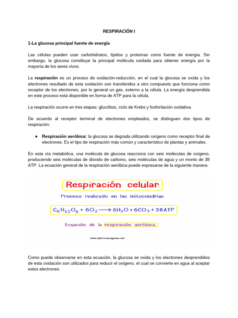 Respiración Celular: Glucosa y ATP | PDF | Respiración celular | Glucólisis