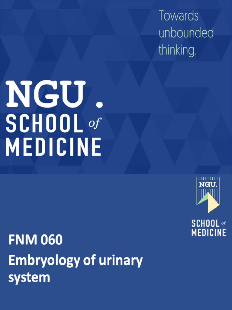 FNM 060 Embryology of Urinary System Final | PDF | Kidney ...