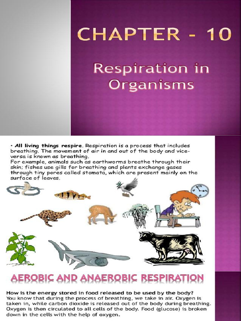 CH 10 Respiration in Organism 2 | PDF