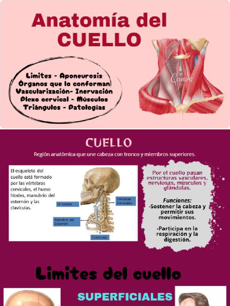 Anatomía y Funciones del Cuello | PDF