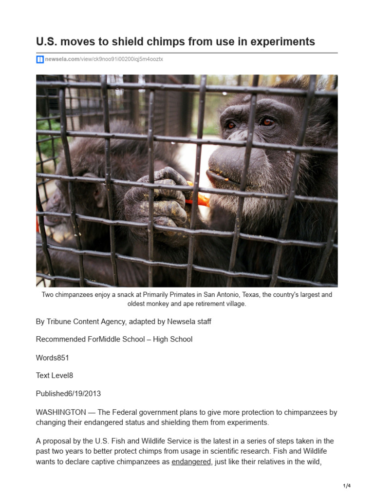 US Moves To Shield Chimps From Use in Experiments | PDF | Chimpanzee ...