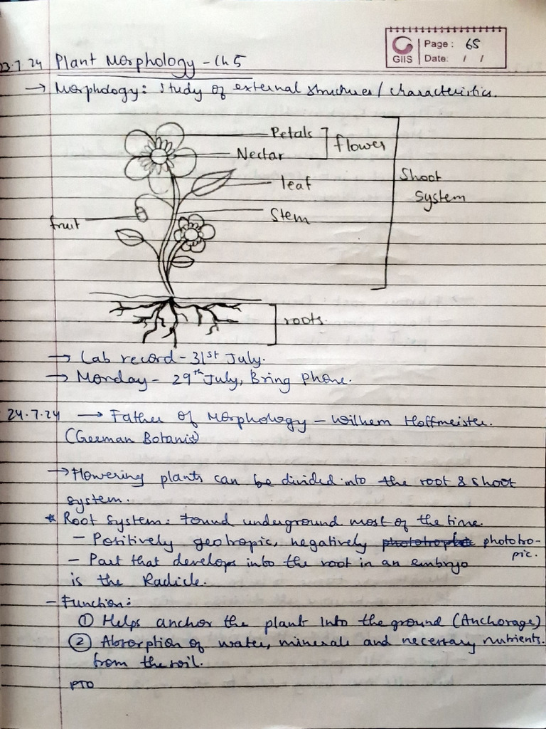 Notes Plant Morphology | PDF | Plants | Botany