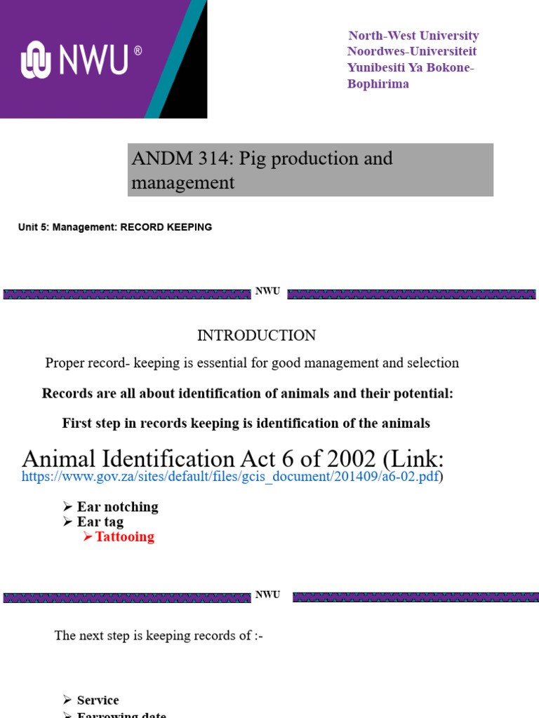 Effective Pig Record Keeping Guide | PDF | Pig | Wild Boar