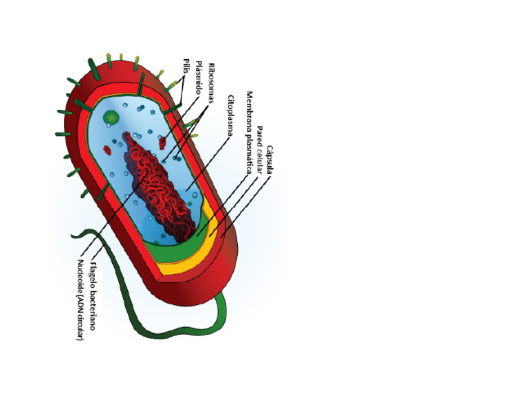 Partes de La Bacteria | PDF