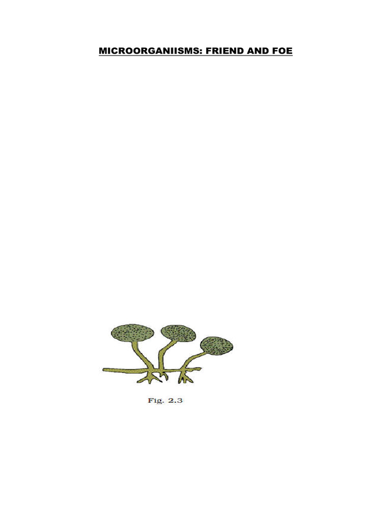 Class 8 Science: Microorganisms Worksheet | PDF