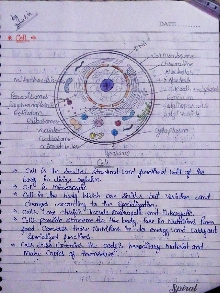 Cell Notes | PDF