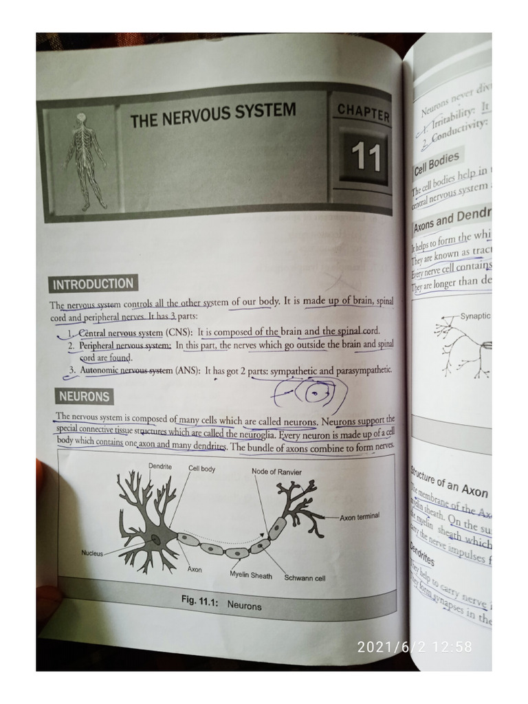 Nervous System - Anatomy | PDF