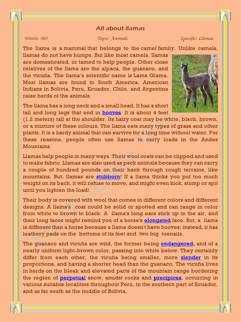 All About Llamas | PDF | Domesticated Animals | Livestock