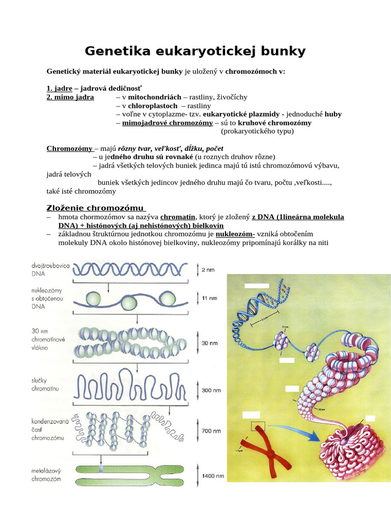 Genetika Eukaryotov | PDF