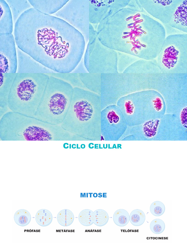 MITOSE2023 | PDF | Mitose | Célula (Biologia)