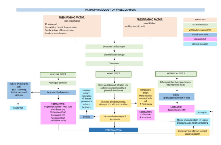 Pathophysiology of Preeclampsia | PDF | Hypertension | Medical Specialties