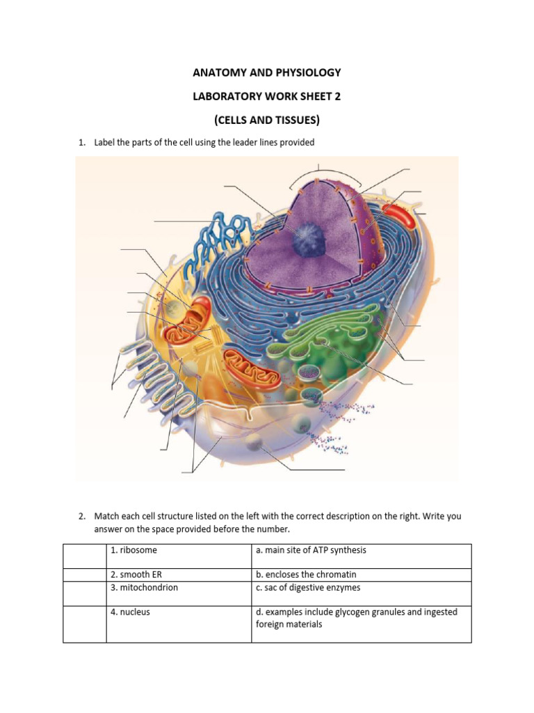 Cells and Tissues Laboratory Worksheets | PDF | Epithelium | Mitosis