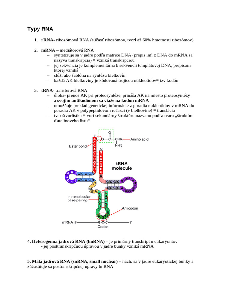 Typy RNA | PDF